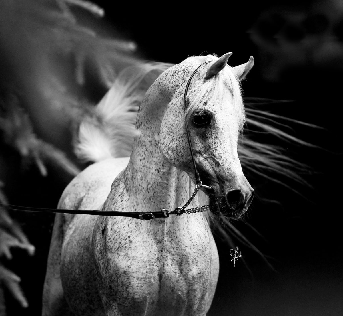 NK Stallions